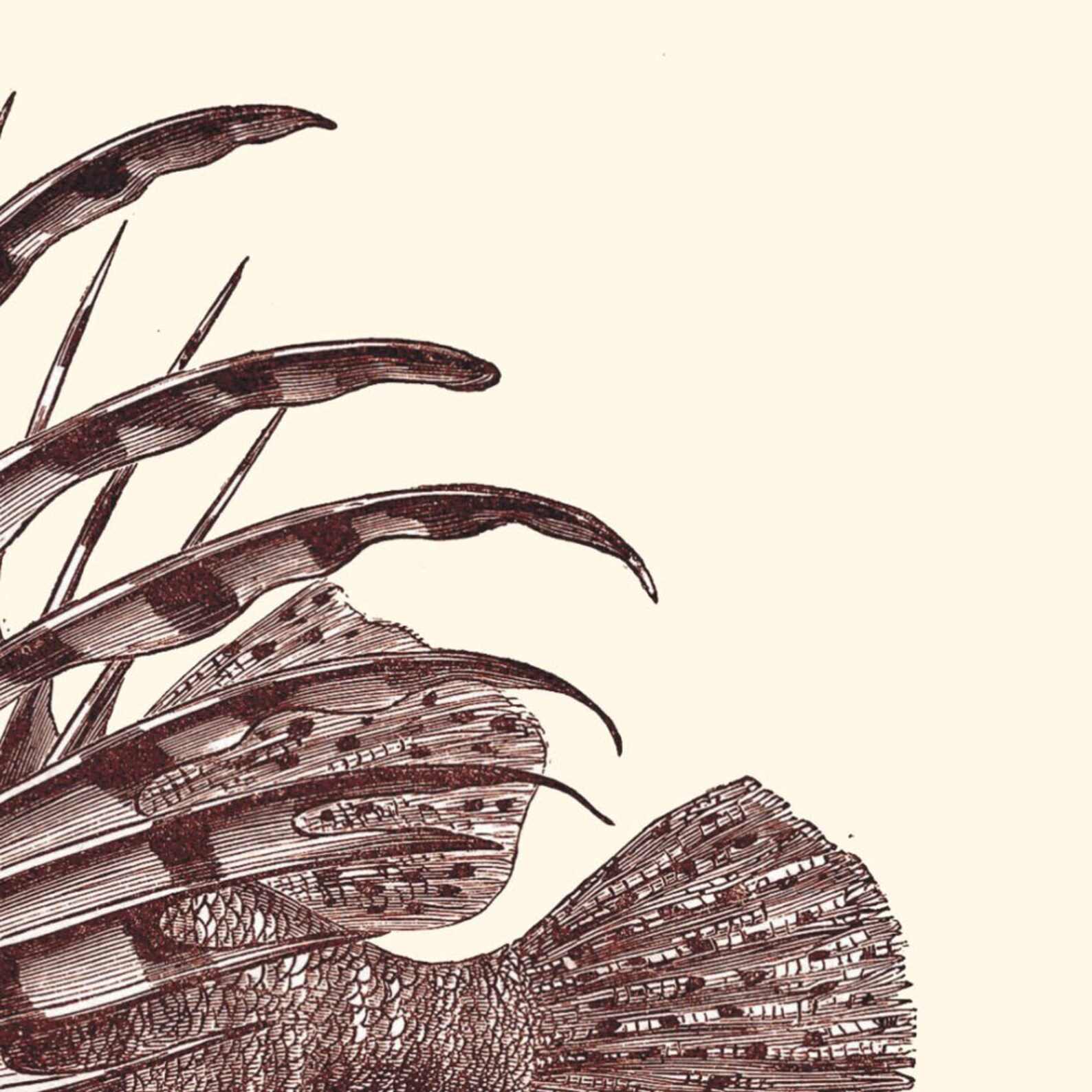 Antique Lionfish Print Pterois 1874 Restored Image Natural - Etsy