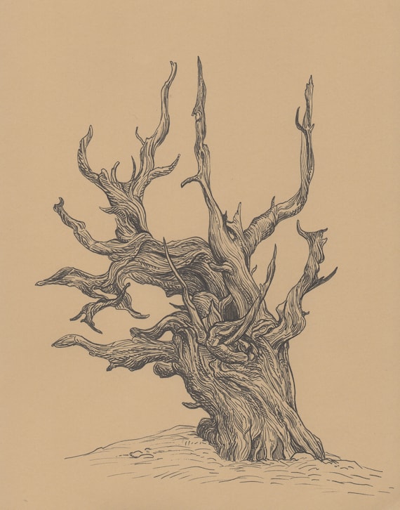 Bristlecone Pine Drawing