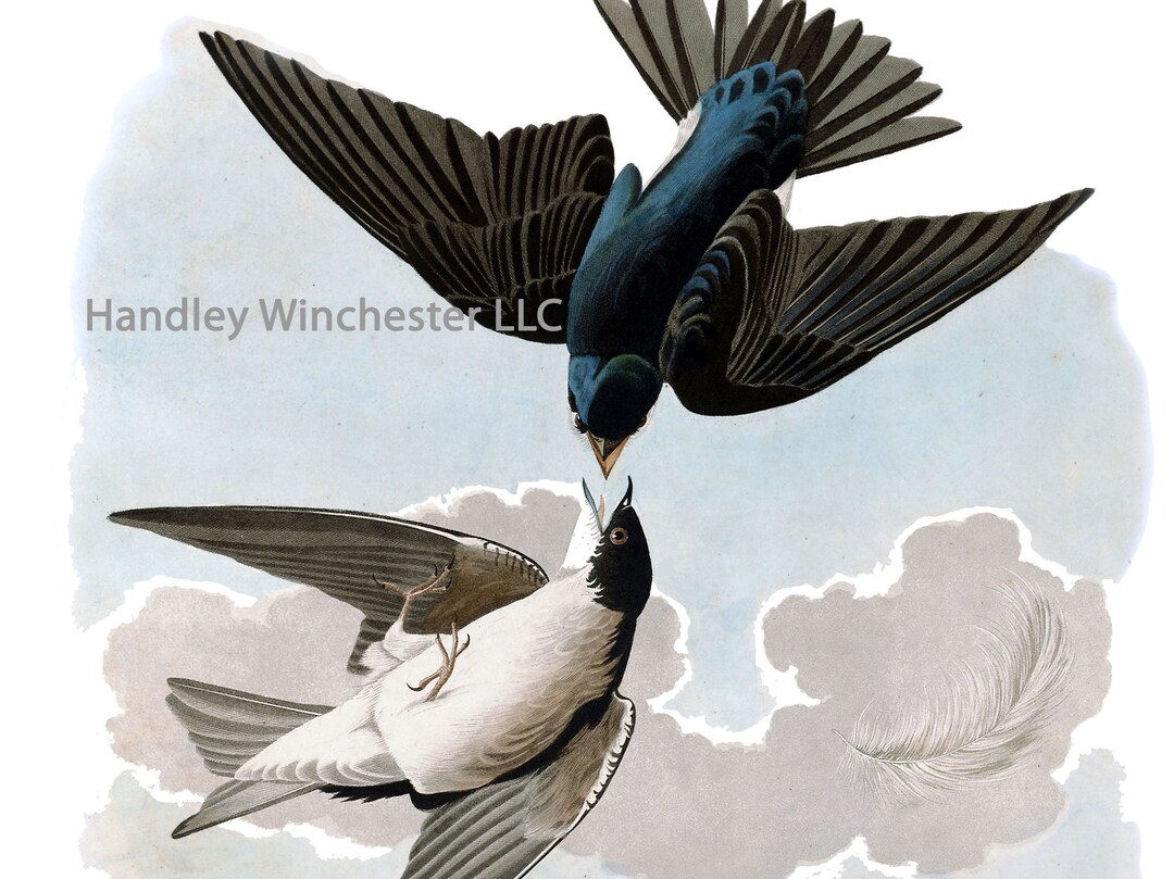 John James Audubon Tree Swallow Greeting Card: Vintage Bird Art (A7 ...