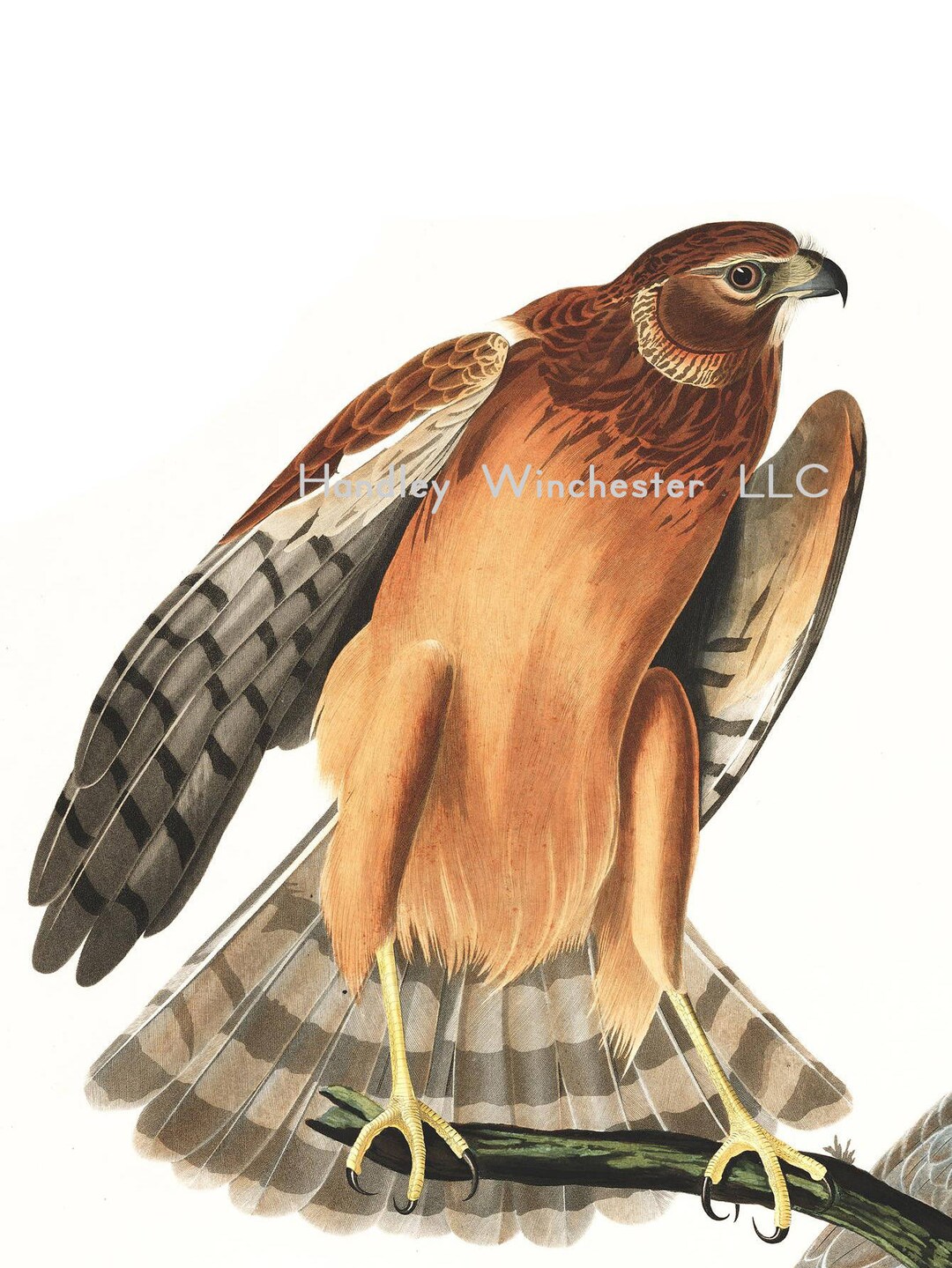 John James Audubon Northern Harrier Greeting Card: Vintage Bird Art (A7 ...