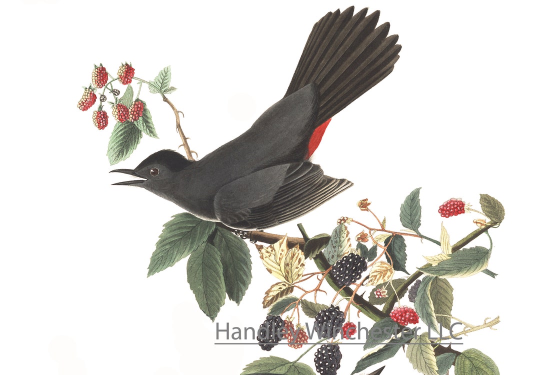 Audubon Catbird Greeting Card: Vintage Bird Art (A7 Size) - Etsy