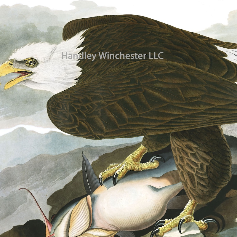 Bald Eagle Greeting Cards - Etsy