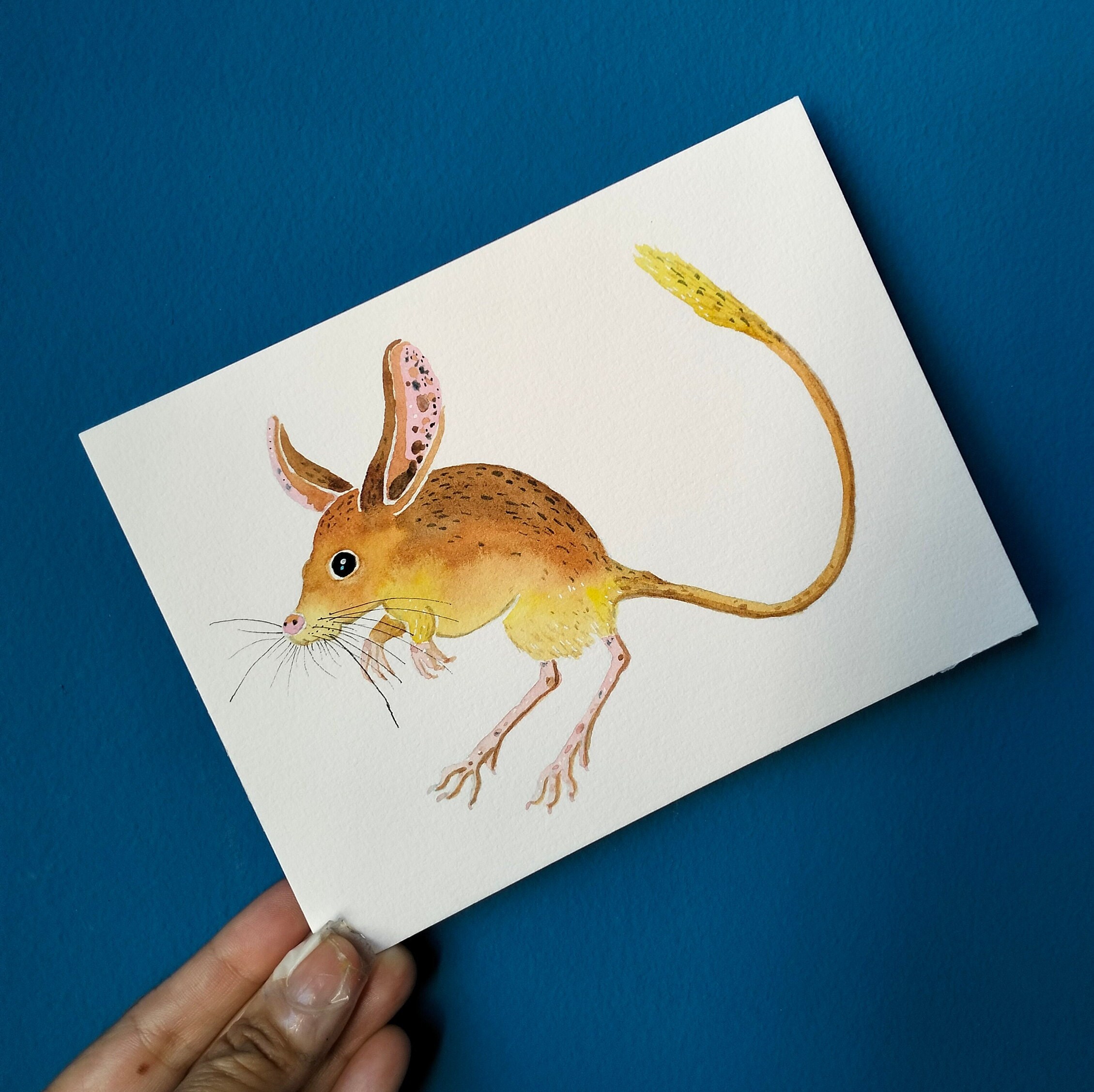 Long Eared Jerboa