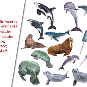 Marine Animals PNG Clipart, Ocean Theme Wall Art, Sea Turtle Whale ...