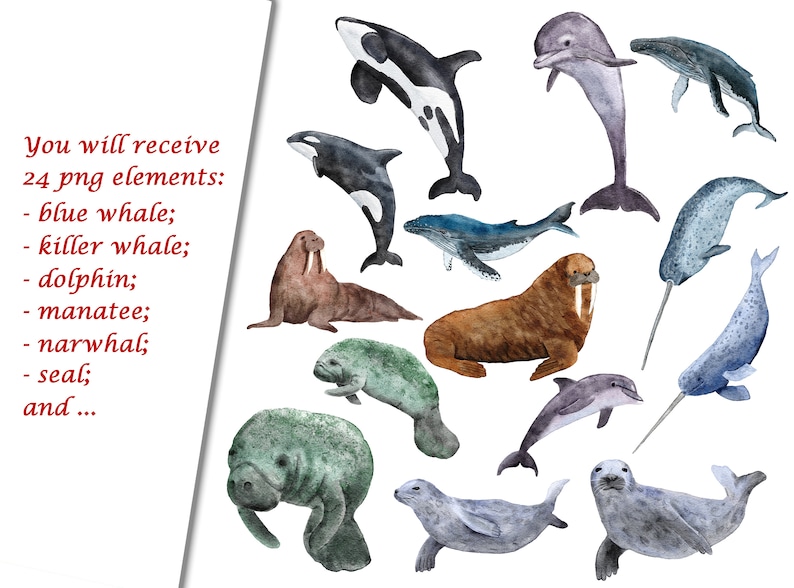 Marine Animals PNG Clipart Ocean Theme Wall Art Sea Turtle - Etsy