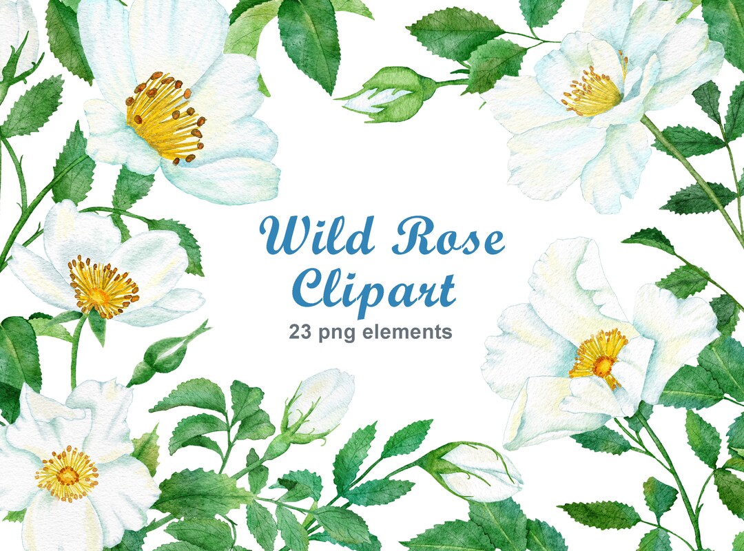 Wild Rose Clipart, Watercolor Floral Clip Art Png File, Wedding Flowers ...