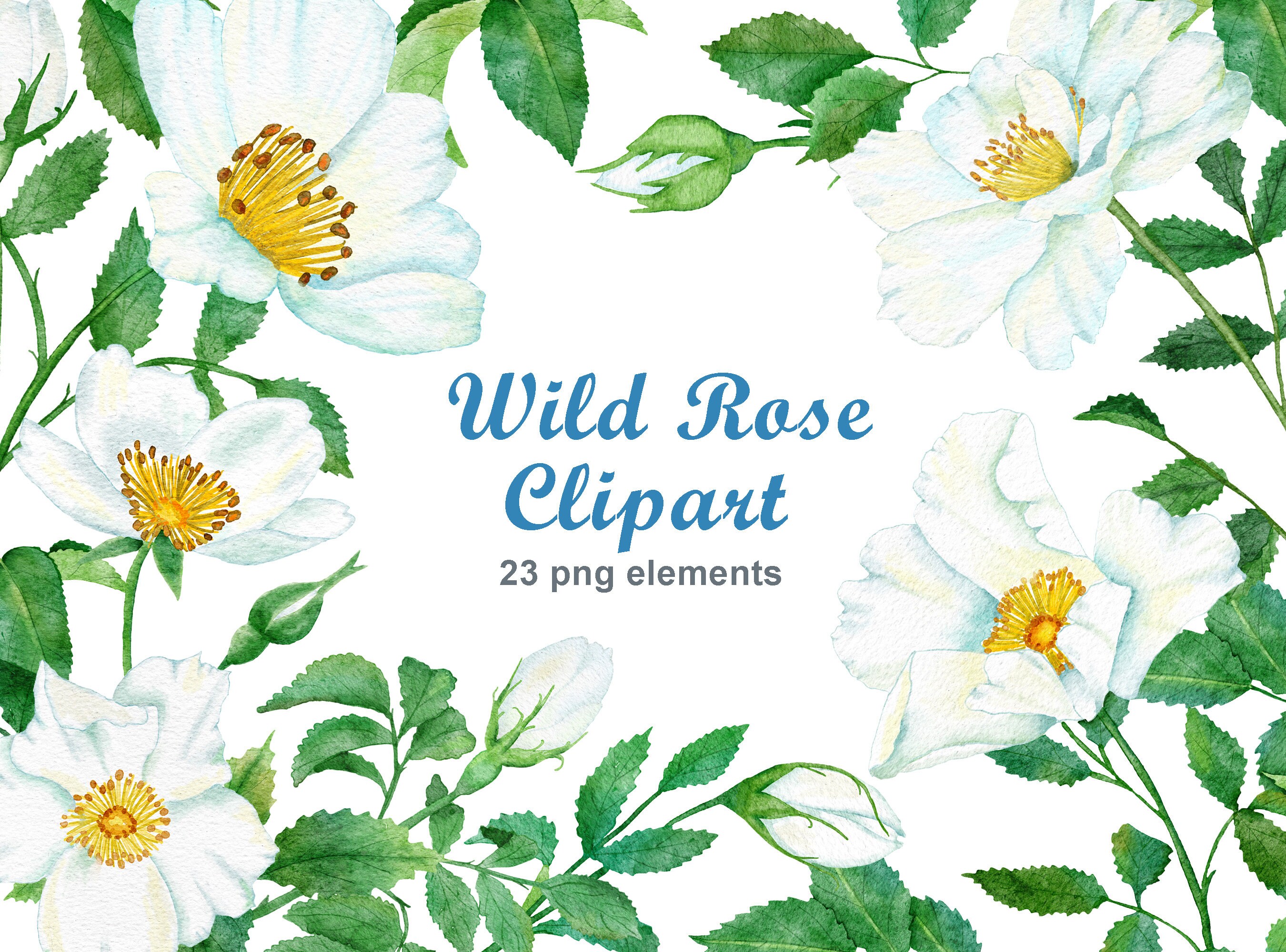Wild Rose Clipart, Watercolor Floral Clip Art Png File, Wedding Flowers ...