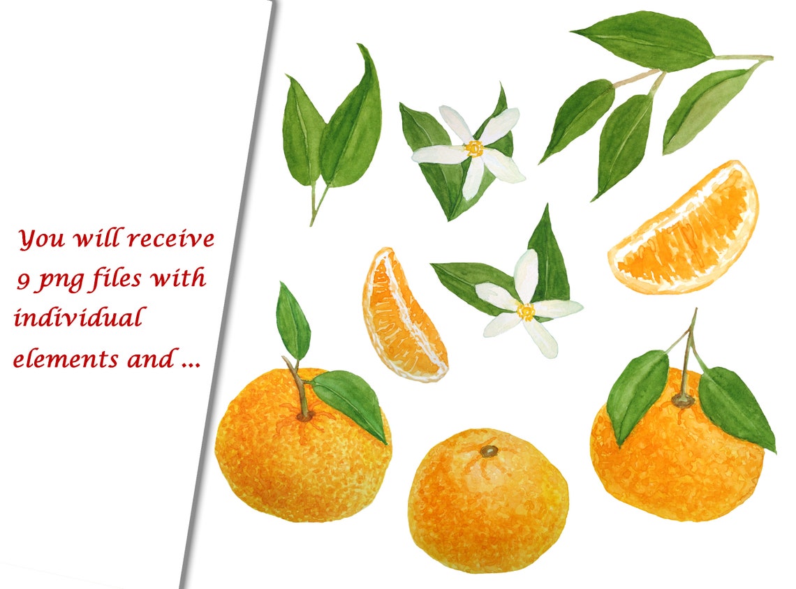 Watercolor Orange Clipart, Summer Citrus Clipart, Tangerine Blossom ...