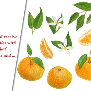 Watercolor Orange Clipart, Summer Citrus Clipart, Tangerine Blossom ...