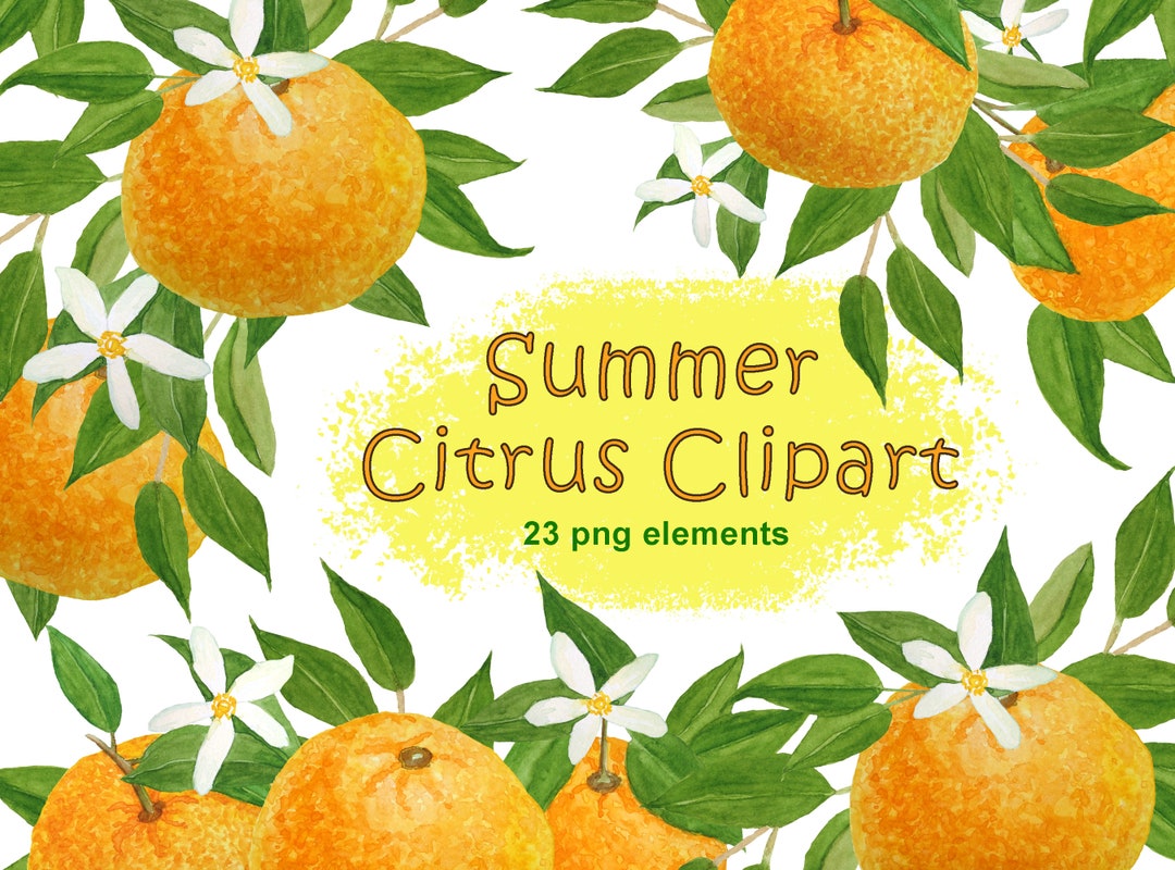 Watercolor Orange Clipart, Summer Citrus Clipart, Tangerine Blossom ...