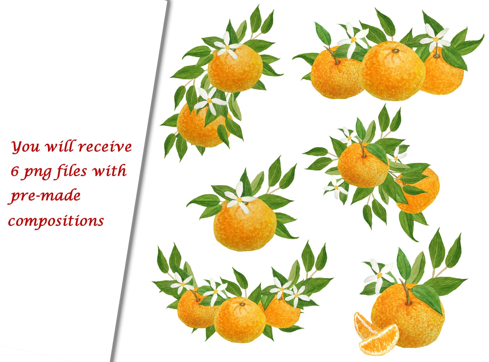 Watercolor Orange Clipart Summer Citrus Clipart Tangerine - Etsy