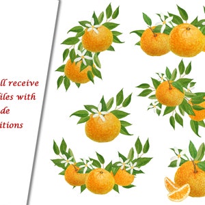 Watercolor Orange Clipart, Summer Citrus Clipart, Tangerine Blossom ...