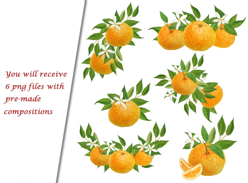 Watercolor Orange Clipart Summer Citrus Clipart Tangerine - Etsy