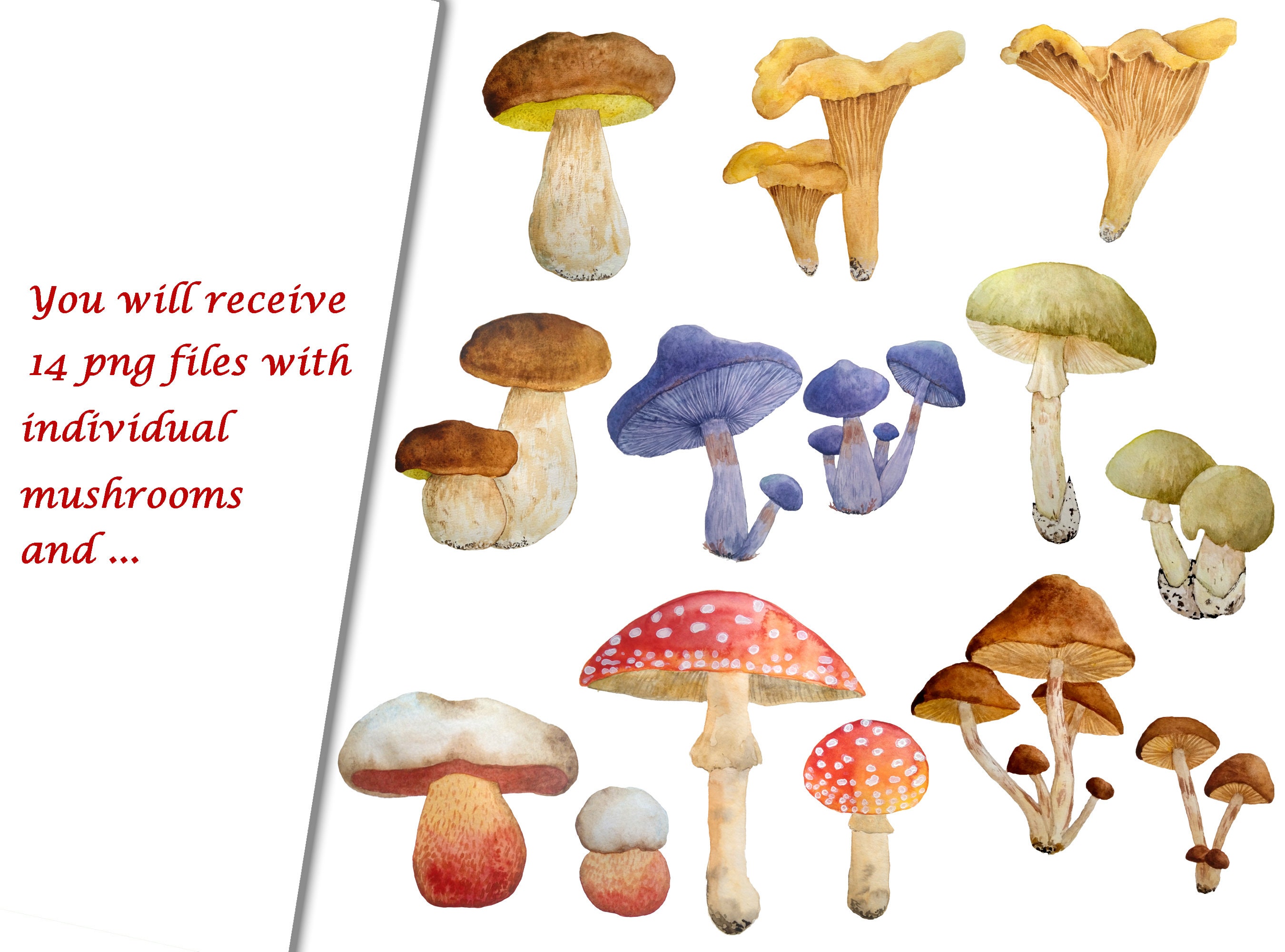 Mushroom Clipart Fall Clip Art File Png Autumn Wood Forest - Etsy UK