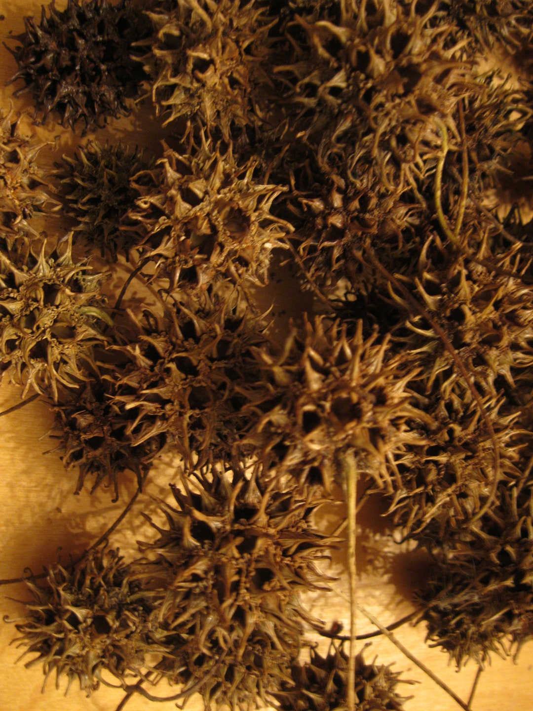 70 Gum Tree Balls-sweet Gum Tree Spikey Balls-bulk Natural Pinecones ...