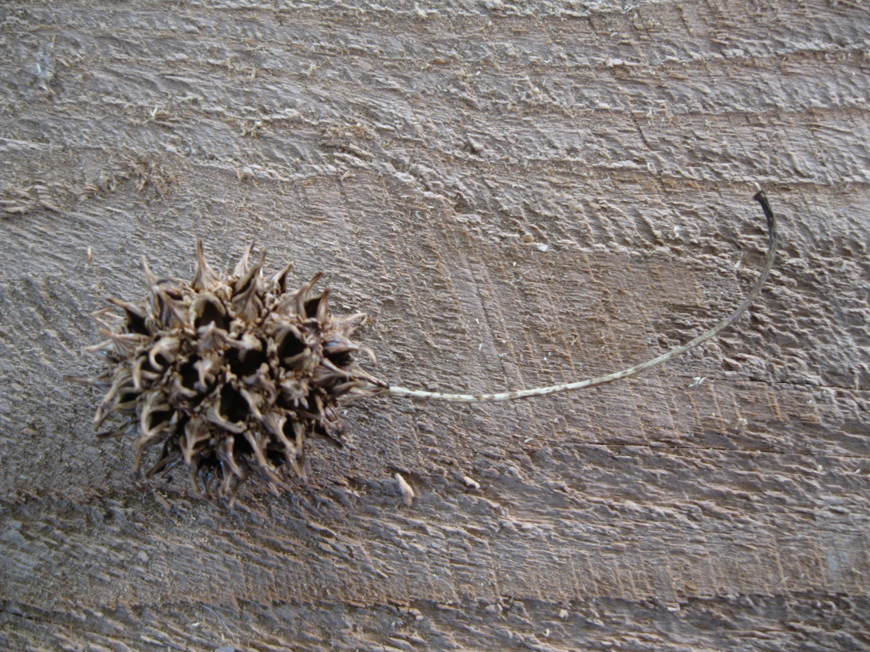 70 Gum Tree Balls-sweet Gum Tree Spikey Balls-bulk Natural Pinecones ...