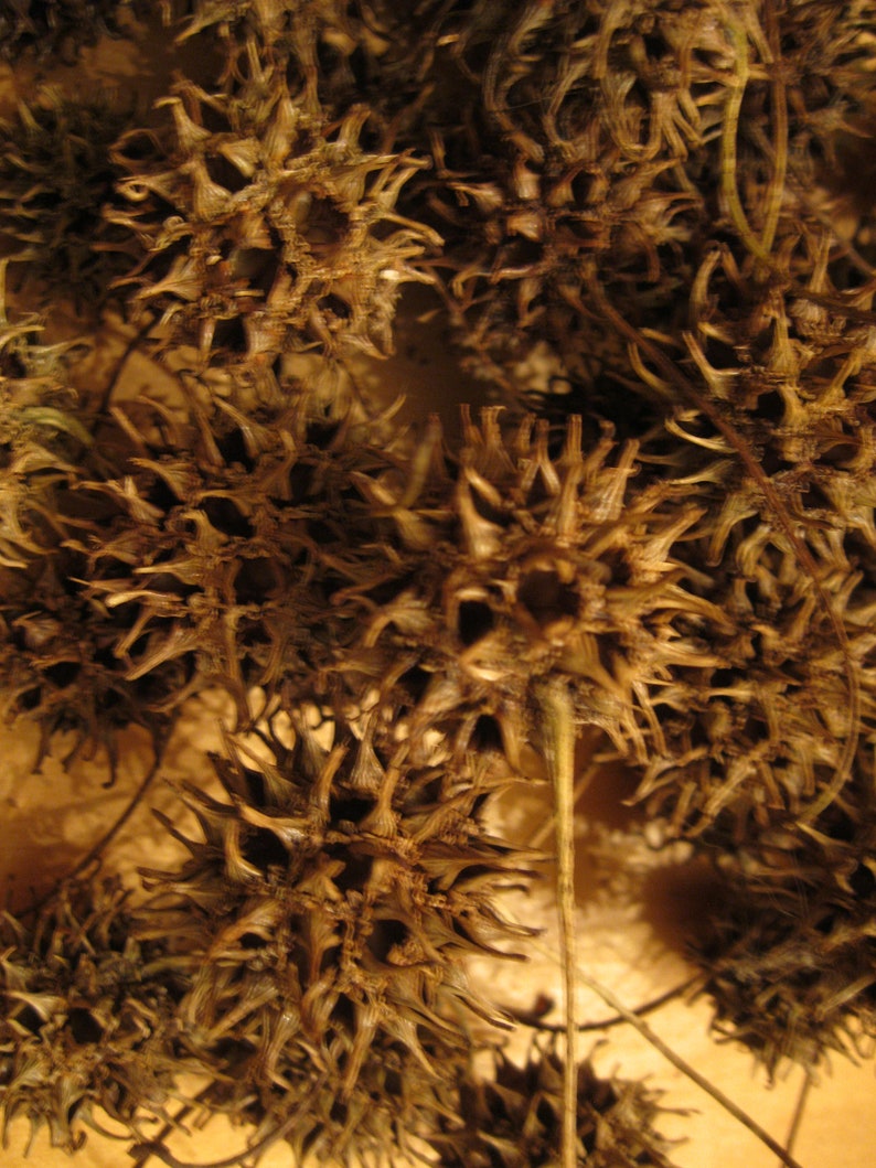 70 Gum Tree Balls-sweet Gum Tree Spikey Balls-bulk Natural Pinecones ...