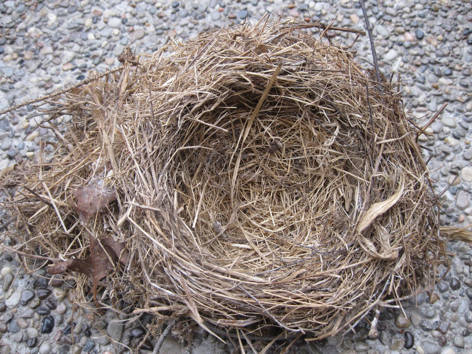 Real Bird Nest-christmas Tree Bird Nest-natural Bird Nest-mud Nest ...