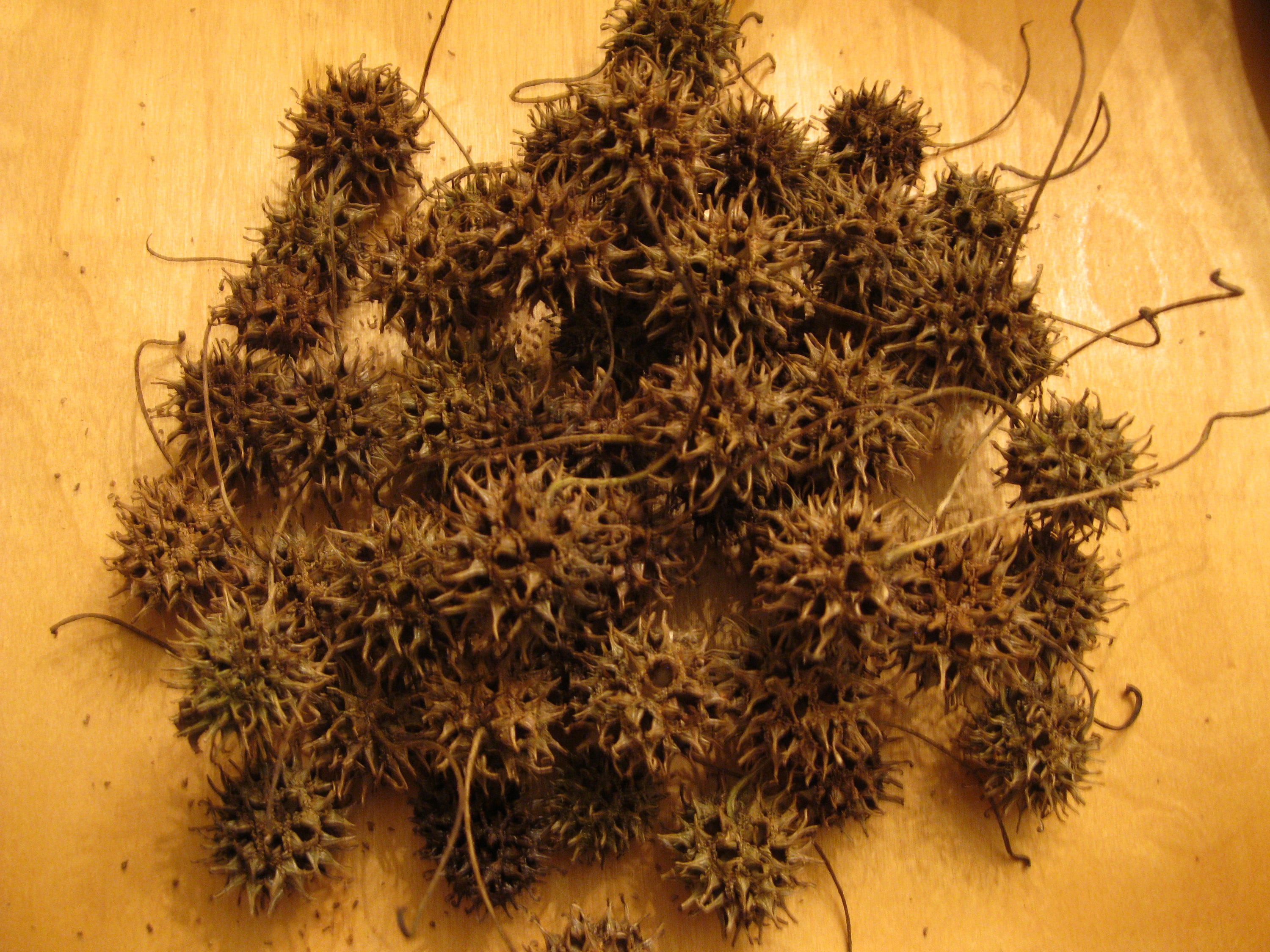 70 Gum Tree Balls-sweet Gum Tree Spikey Balls-bulk Natural Pinecones ...