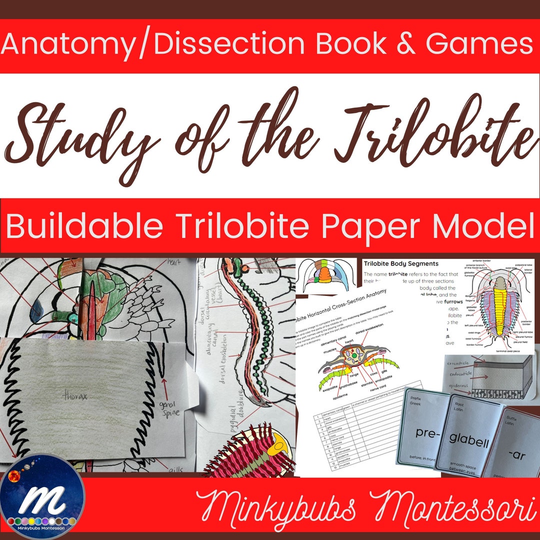Trilobite Anatomy Virtual Dissection Paper Book and Build Arthropods ...