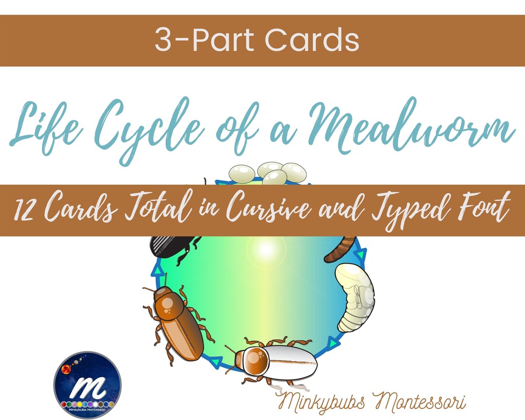 Life Cycle of a Mealworm Darkling Beetle 3 Part Cards - Etsy