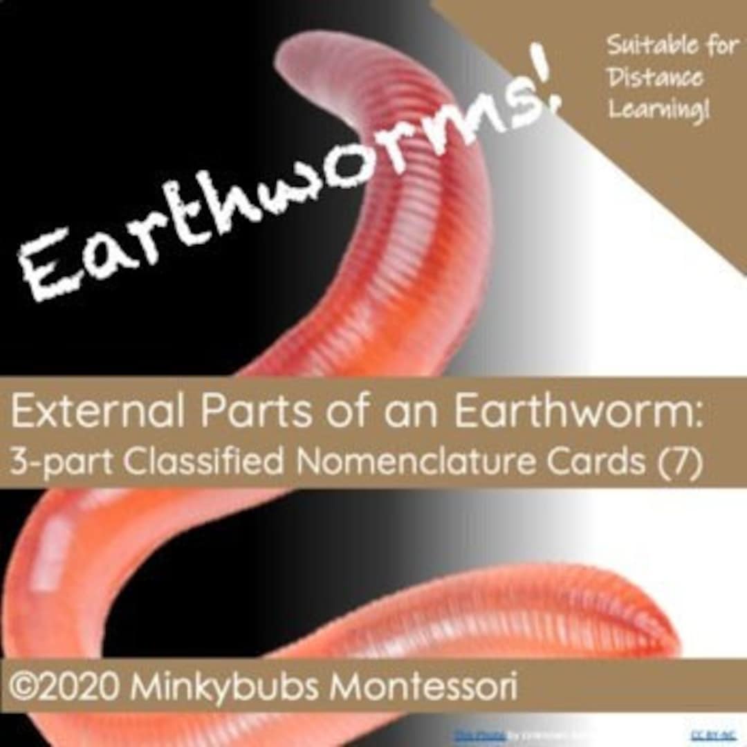 Parts of an Earthworm 3 Part Cards and Book Set of 7 Annelids - Etsy