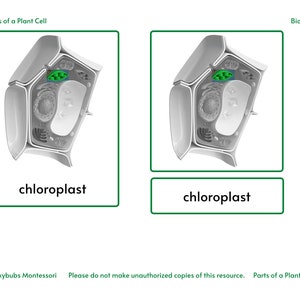 Parts of a Plant Cell 3 Part Cards - Etsy