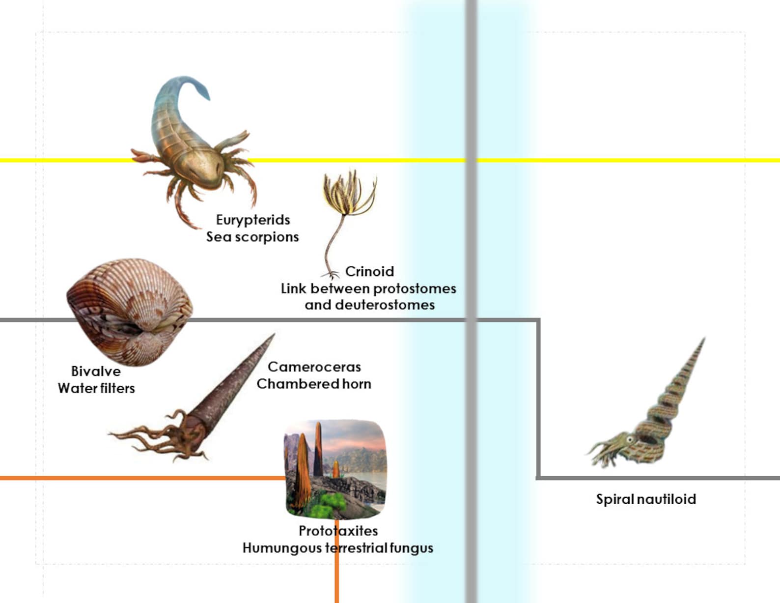 Montessori Timeline of Life Story of the Coming of Life Second Great ...