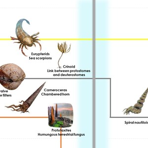 Montessori Timeline of Life Story of the Coming of Life Second Great ...