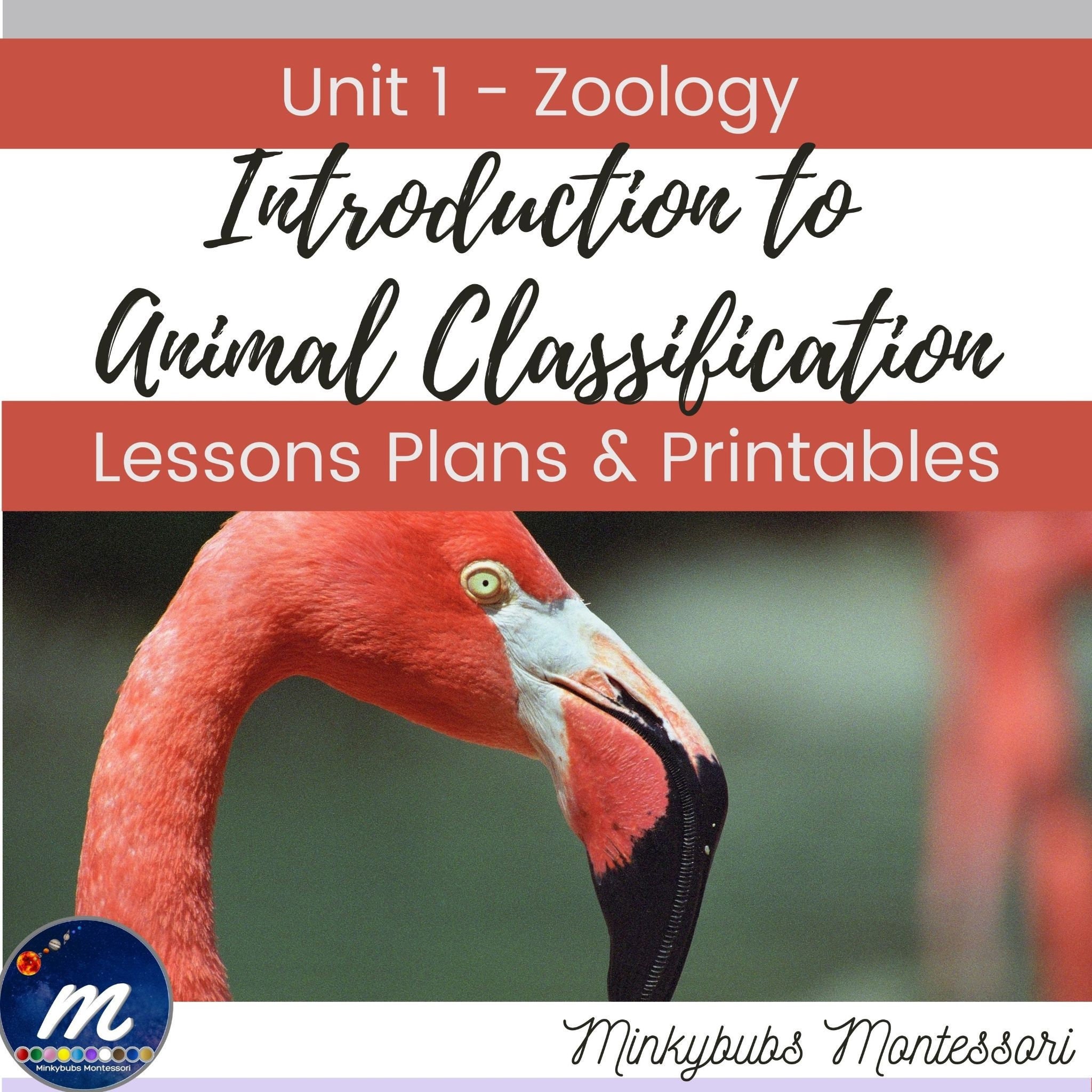 Zoology Classification of Animals Montessori Manual Resources - Etsy