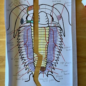 Trilobite Anatomy Virtual Dissection Paper Book and Build Arthropods ...