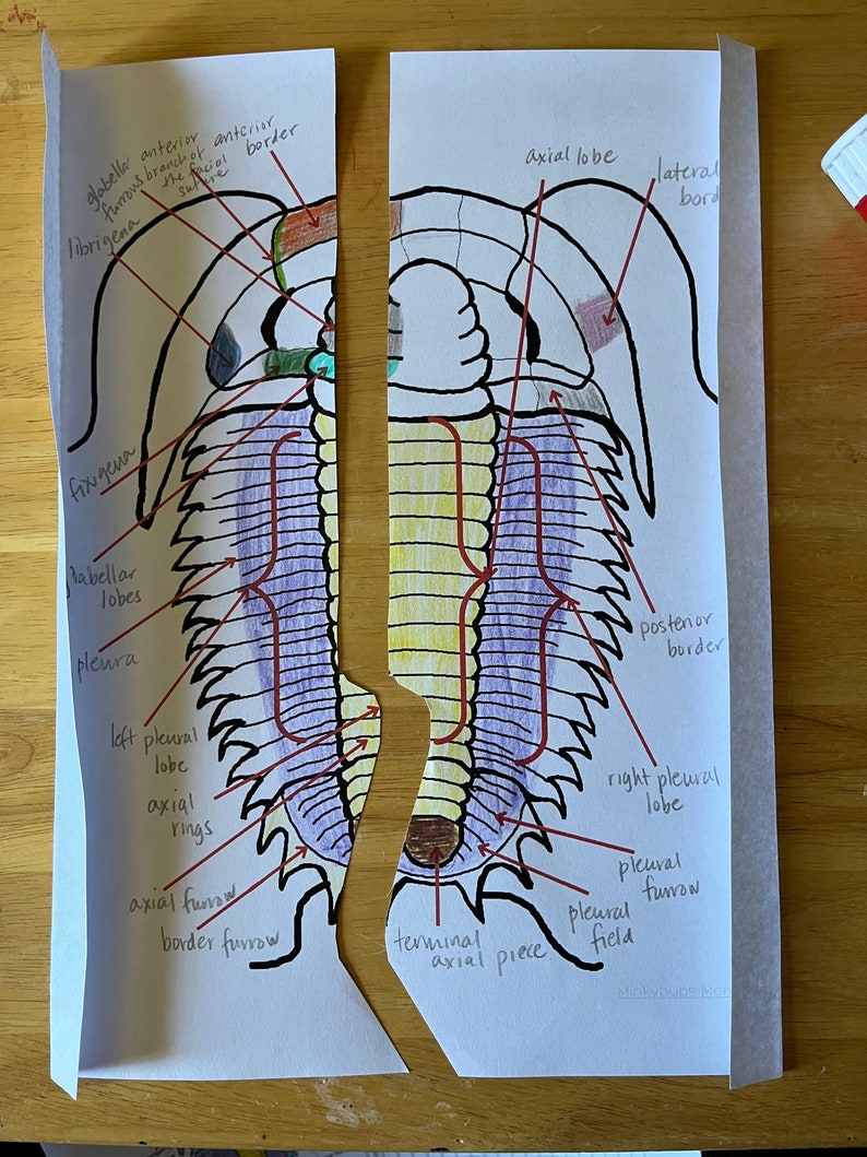 Trilobite Anatomy Virtual Dissection Paper Book and Build - Etsy