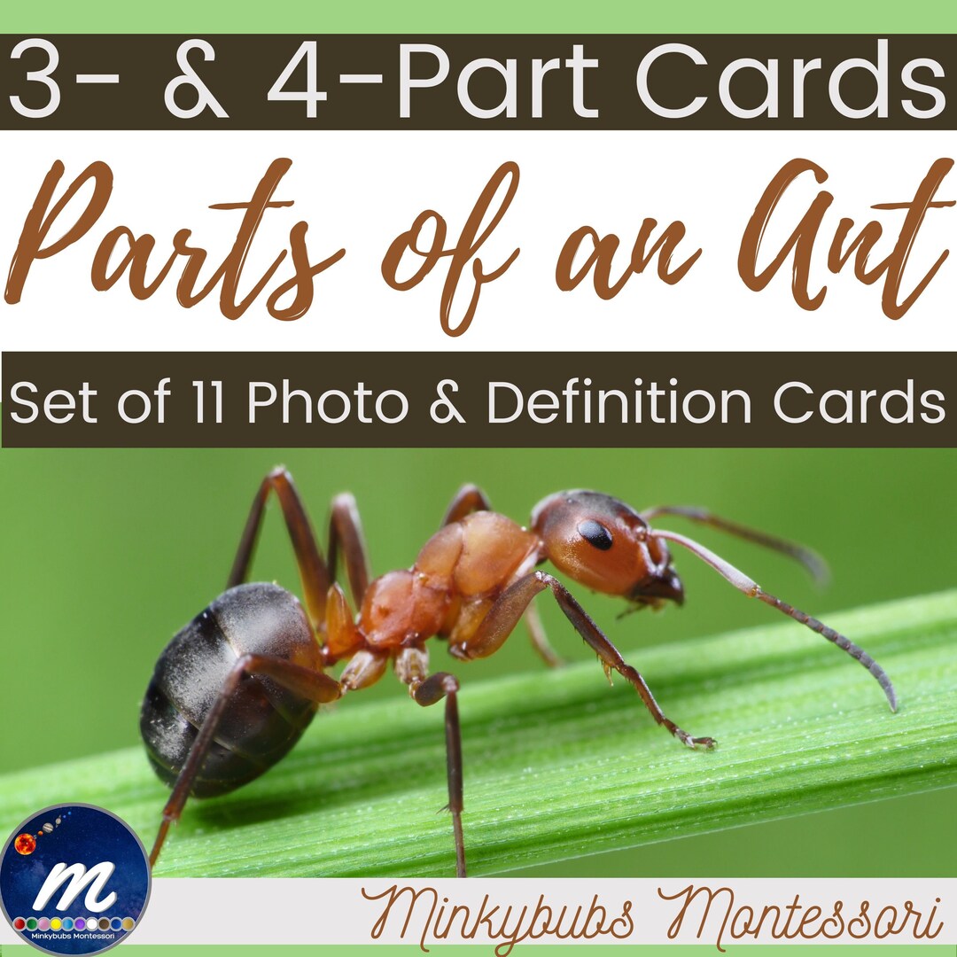 Ant 3 Part Cards Definitions and Nomenclature Insect Anatomy Montessori ...