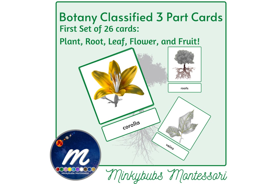 Botany Classified Cards First Set Plant Root Flower Fruit Montessori ...