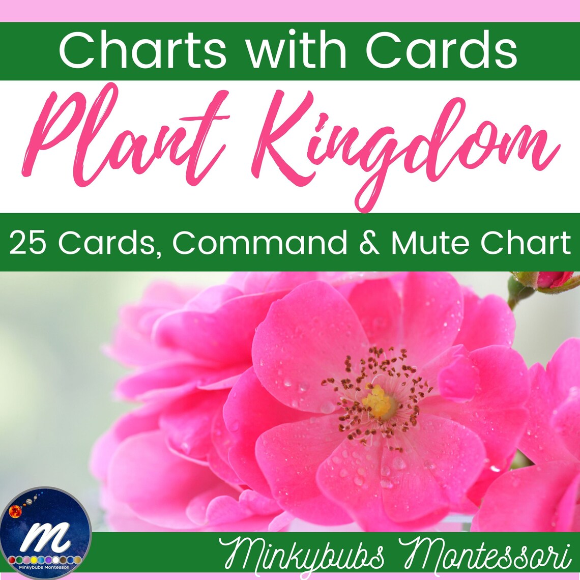 Plant Kingdom Classification Chart Botany Research Large Format With ...