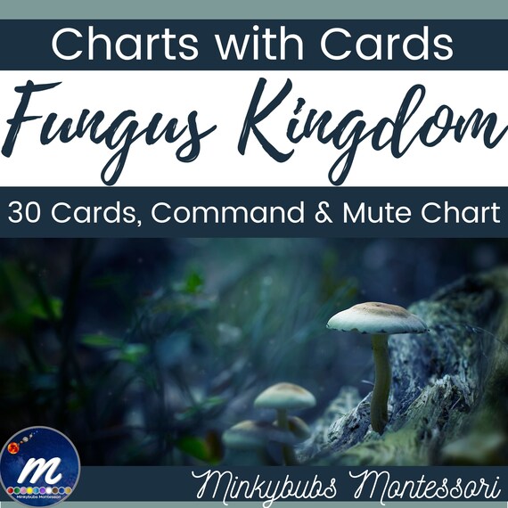 Kingdom Fungi Classification Chart