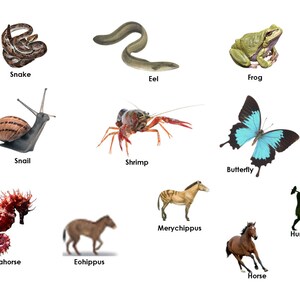 Montessori Timeline of Life Story of the Coming of Life Second Great ...