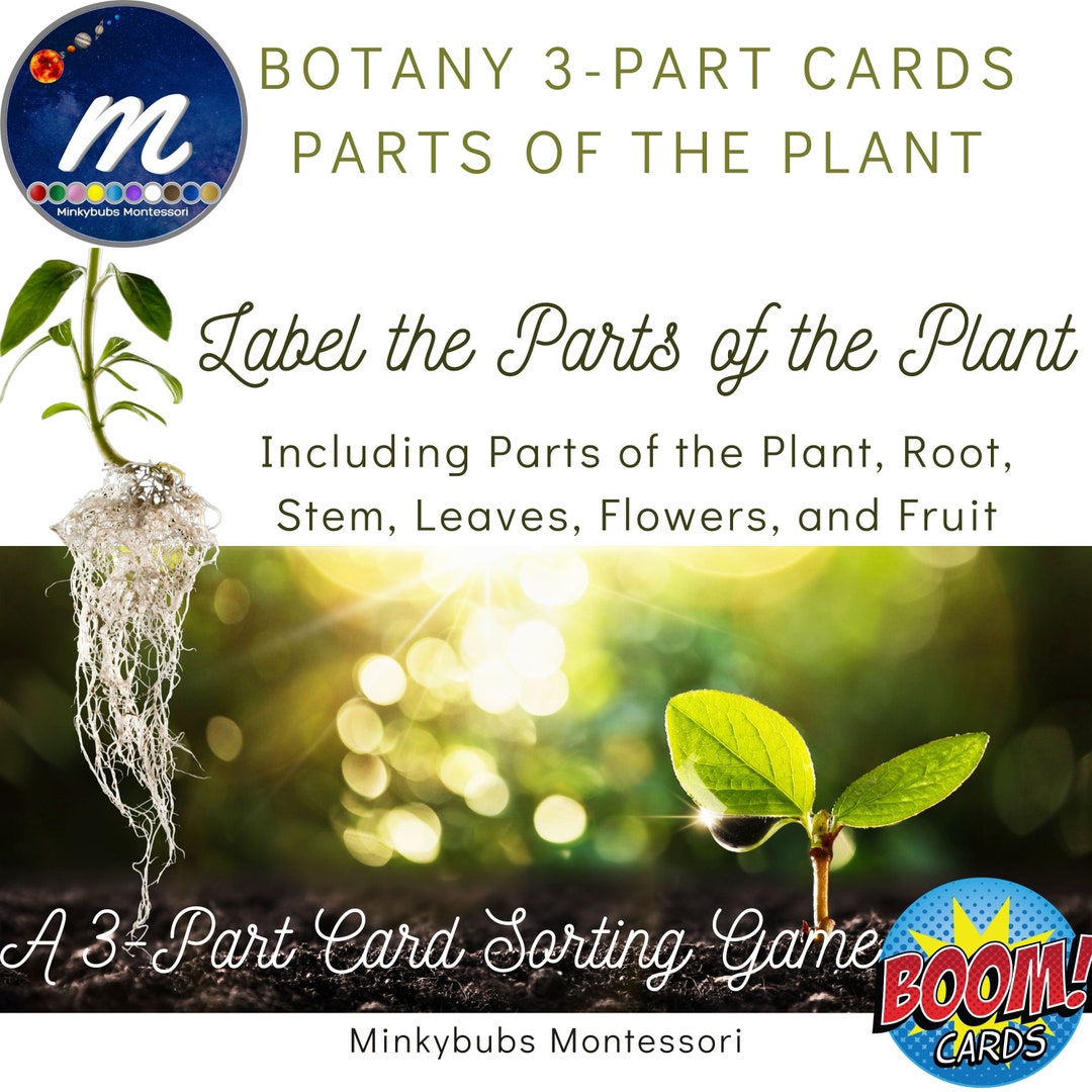 Botany Parts of Plant Sorting Activity Cards Root Leaf Flower Fruit ...