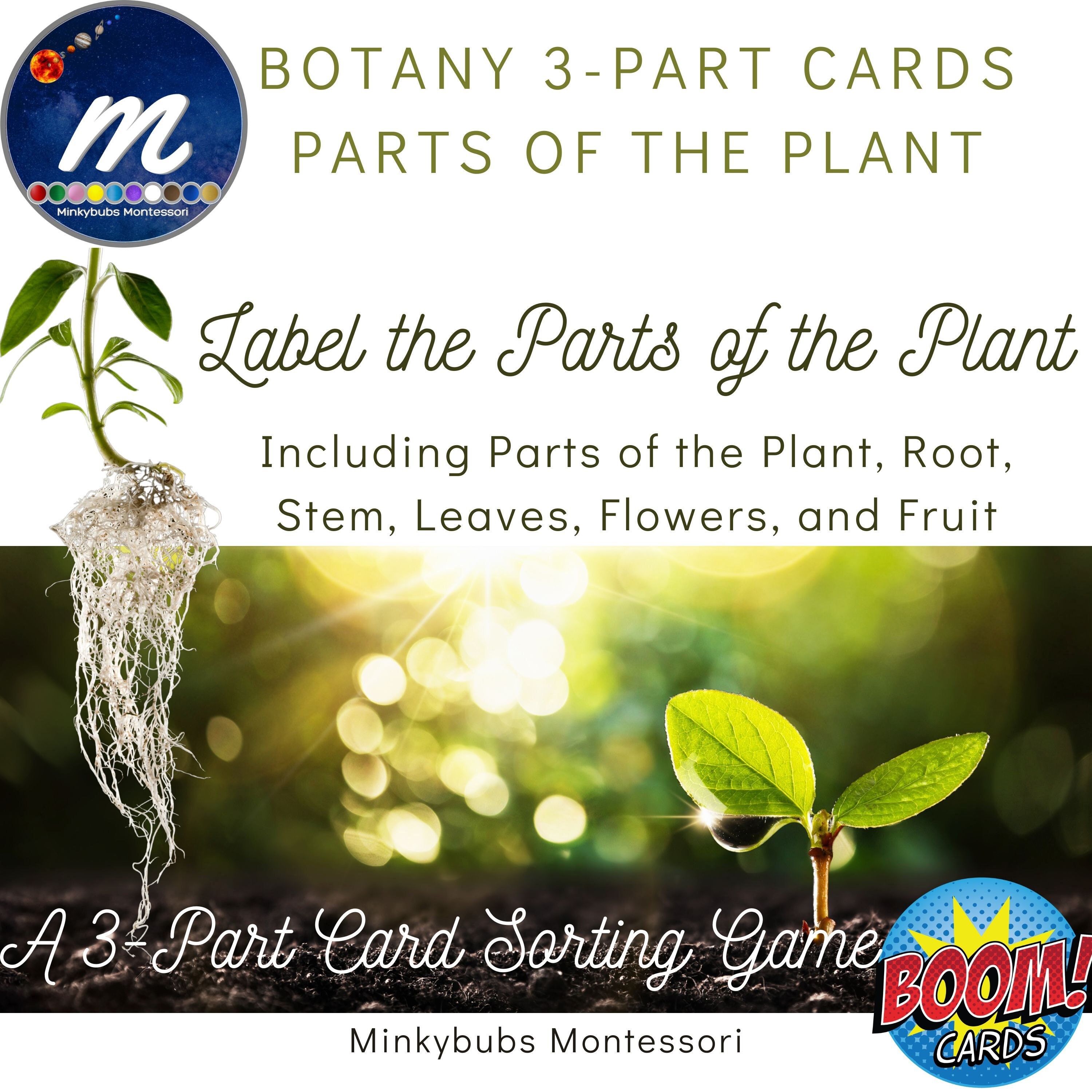 Botany Parts of Plant Sorting Activity Cards Root Leaf Flower Fruit ...