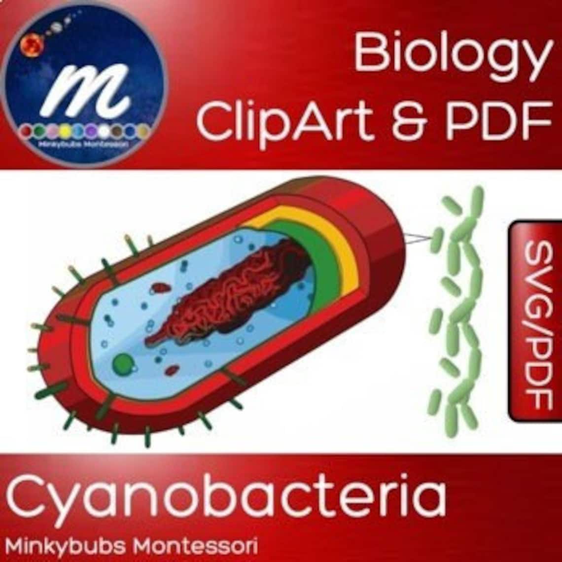 Prokaryotic Cell Cyanobacteria Worksheet Labelled Unlabelled Diagrams ...