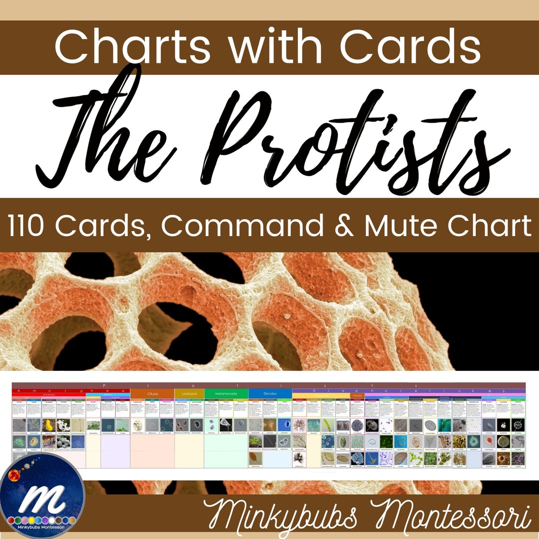 Protists Kingdom Classification Chart Large Format With Cards ...