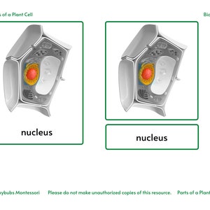Parts of a Plant Cell 3 Part Cards - Etsy