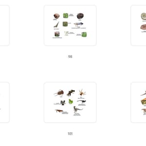 Montessori Timeline of Life Second Great Lesson Large Printable Format ...