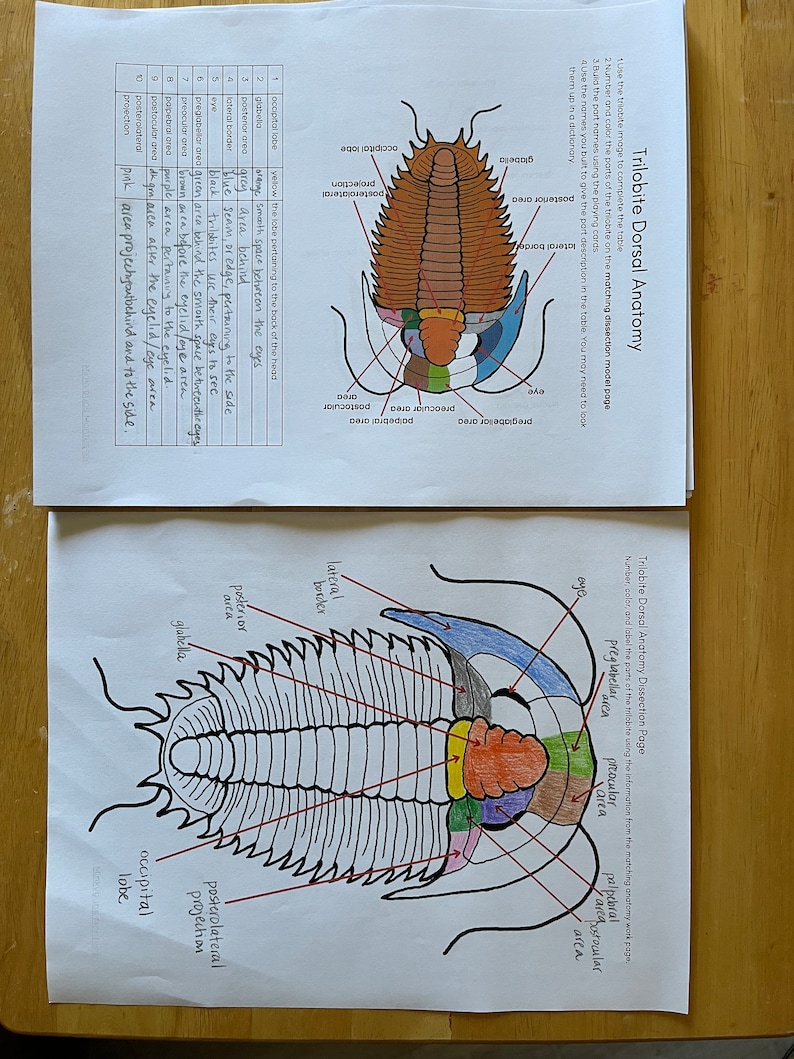 Trilobite Anatomy Virtual Dissection Paper Book and Build - Etsy