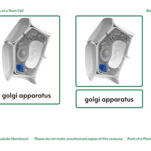 Parts of a Plant Cell 3 Part Cards - Etsy