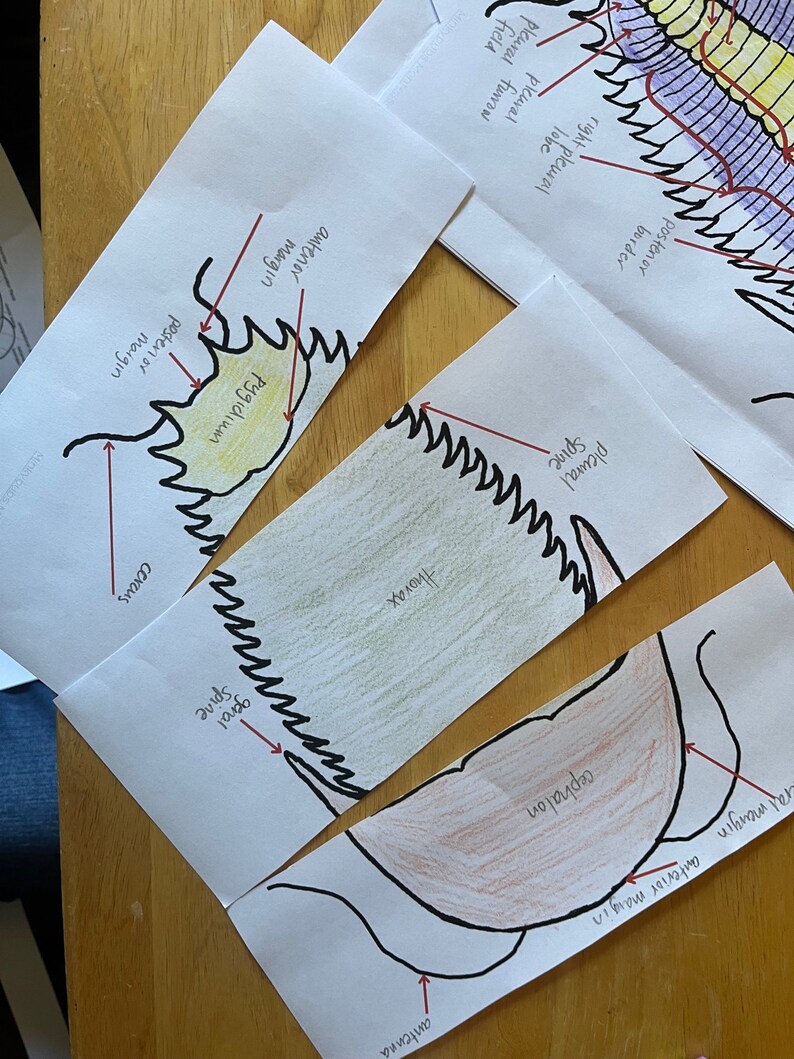 Trilobite Anatomy Virtual Dissection Paper Book and Build - Etsy