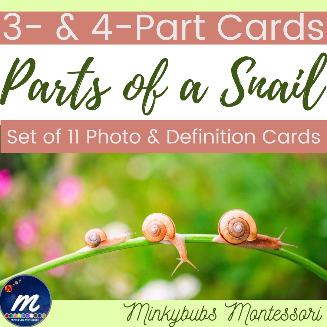 Snail 3 Part Cards Definitions and Nomenclature Mollusk Anatomy ...