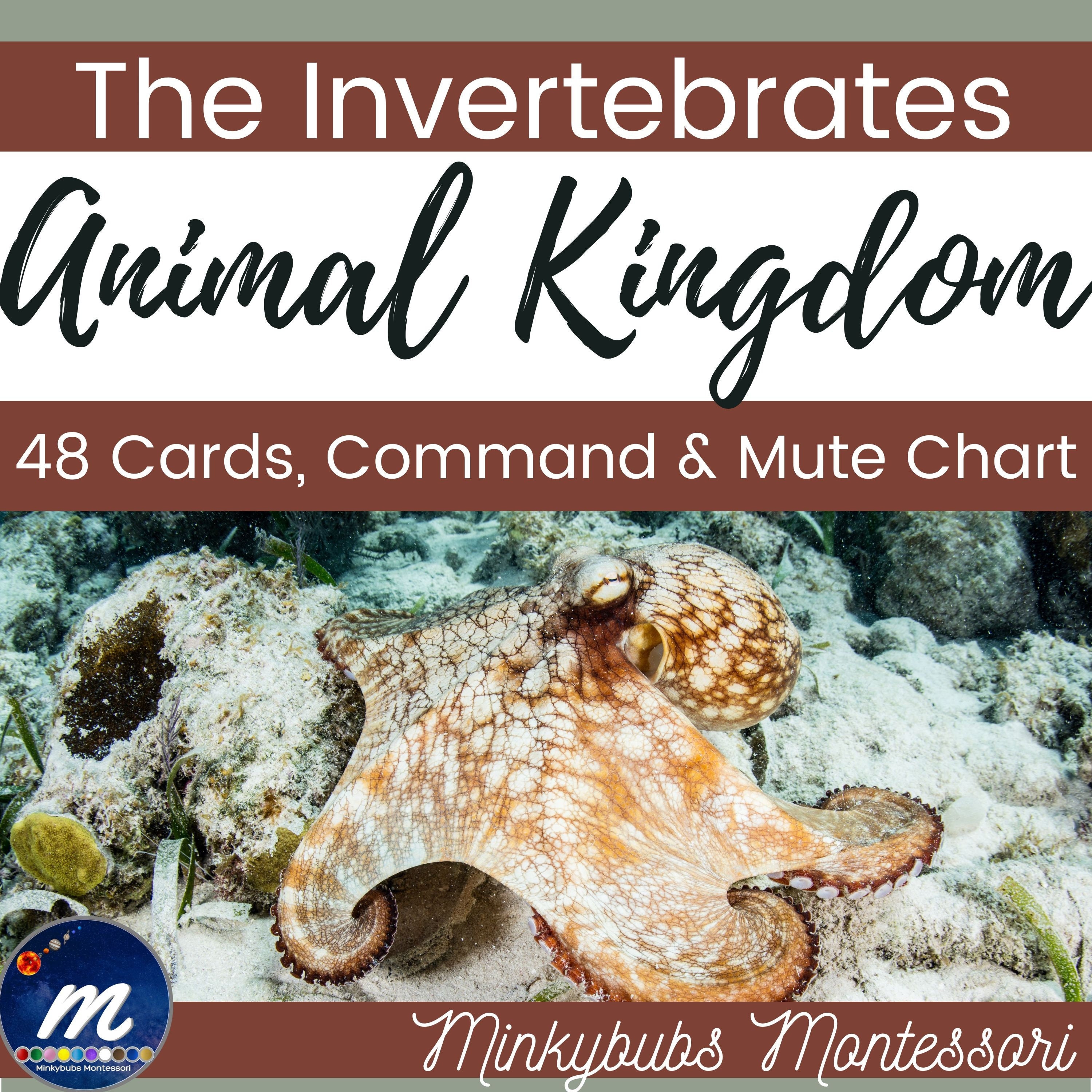 Animal Kingdom Invertebrates Classification Chart Research - Etsy