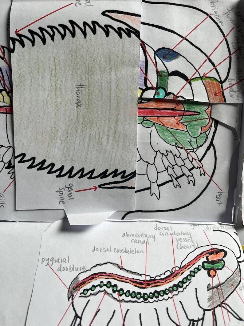 Trilobite Anatomy Virtual Dissection Paper Book and Build - Etsy