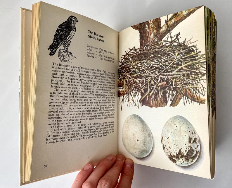 1971 Birds' Eggs and Nests Book, Vintage Nature Guide, Birding Guide - Etsy
